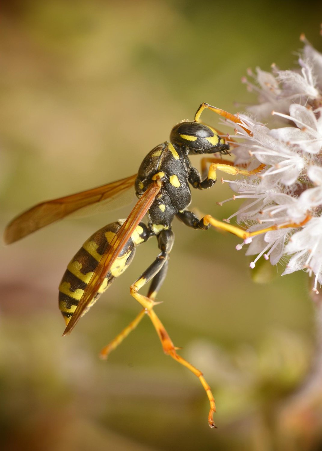 About Us | Pest Control Services | Apex pest Control